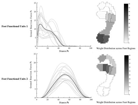 The Secrets Of Human Locomotion A Step By Step Analysis Of Foot