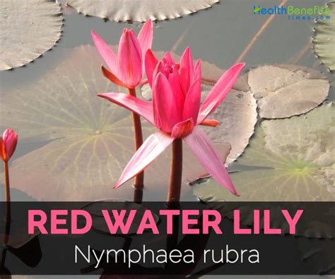 Red Water Lily Facts Health Benefits