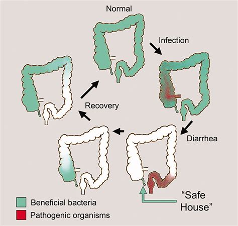A Review Of The Function And Evolution Of The Cecal Appendix Smith