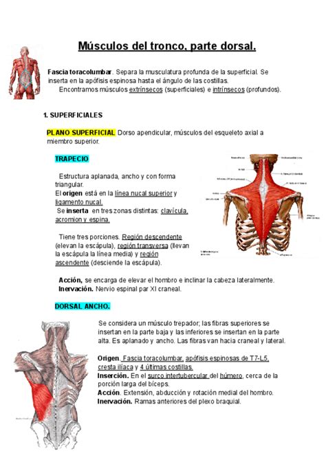 Musculos Del Tronco Parte Dorsalpdf