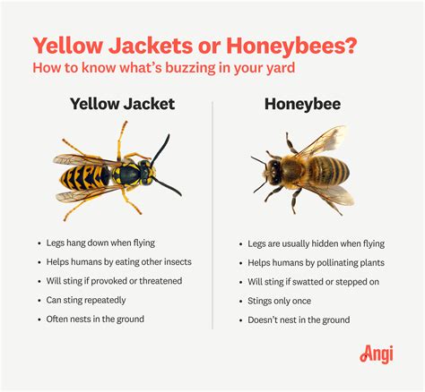 Yellow Jacket