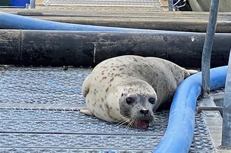Teamwork Saves Harbor Seal With Teeth Stuck In Grate Noaa Fisheries