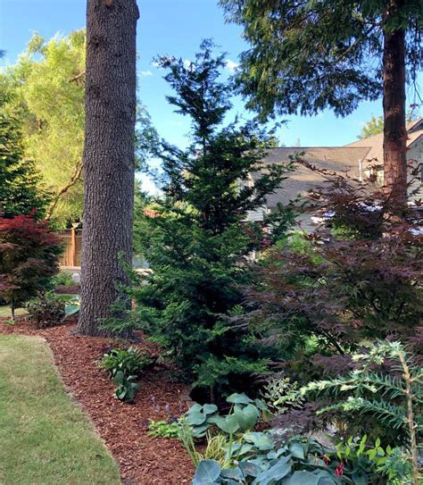 Slender Hinoki Cypress A Tree Garden