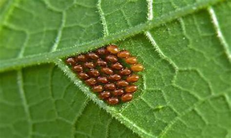 New Squash Bug Its About Flowers Lynda Fuller