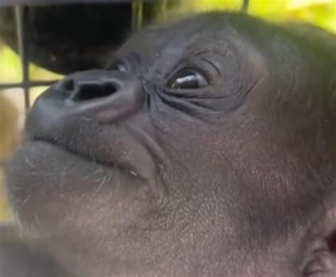 ‼️ Holy Shit‼️t‼️monkey Rpikminposting