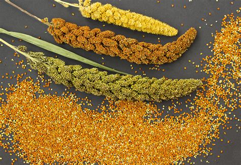 Yellow Hulled Millet Healthy Food Organic Selenium Millet Thailand
