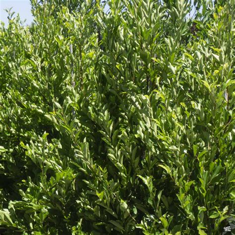 Carolina Cherry Laurel Hedge Carolina Cherry Laurel Prunus