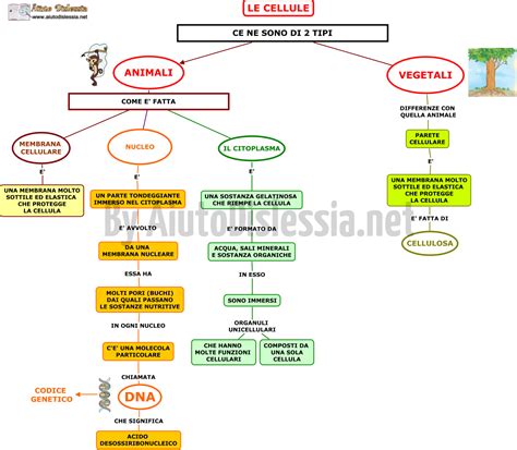 Elenco Mappe Concettuali Sulla Cellula Schemi Riassuntivi