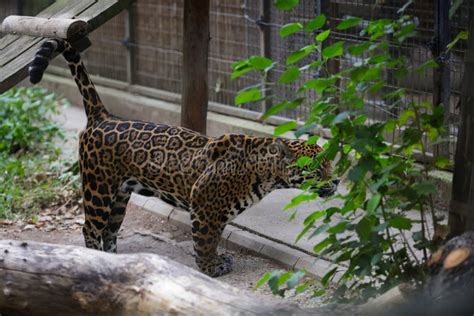 A Jaguar Panthera Onca Inside A Caged Enclosure In An Eastern