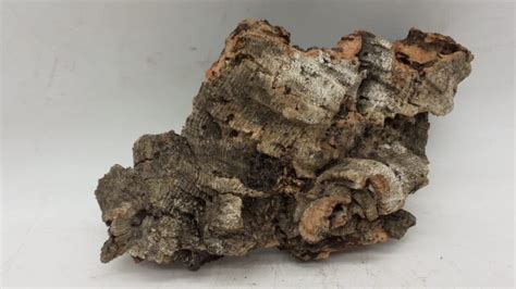 Small Cork Flat 21 Buzzard Reptile And Aquatics