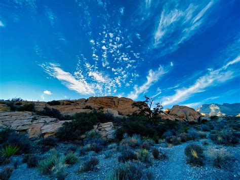 How To Grow And Care For Turtlehead Plant Greenlife