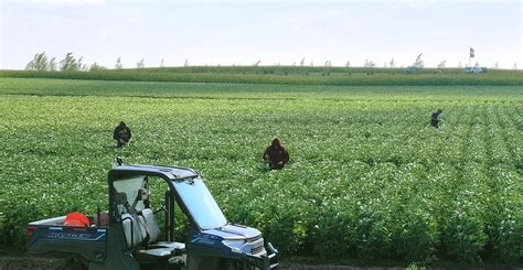 Soybean Aphid Control Makes Economic Sense For Farmers Research Highlight Soybean Research