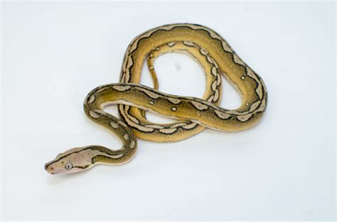 Albino Sunfire Reticulated Python