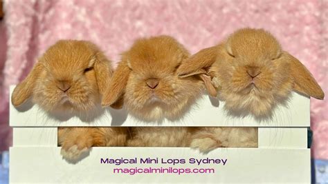 Sydney Mini Lops Added A New Photo Sydney Mini Lops