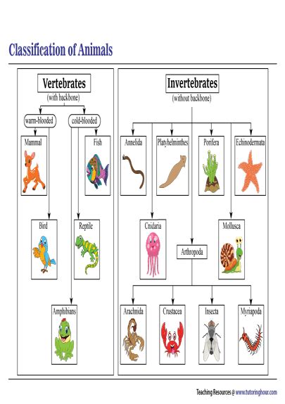 Invertebrates And Vertebrates Chart