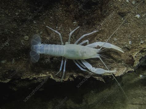 Blind Cave Crayfish