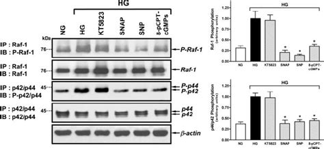 Effects Of Pkg Inhibitor No Donors And Pkg Activator On Hg Induced
