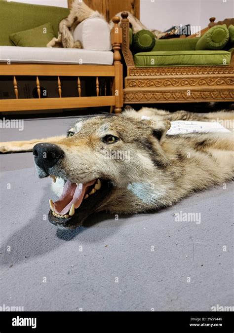 Killed Wolf Pelt On Floor Of Luxurious Villa Stuffed Wolf With Open Mouth And Big Teeth Stock
