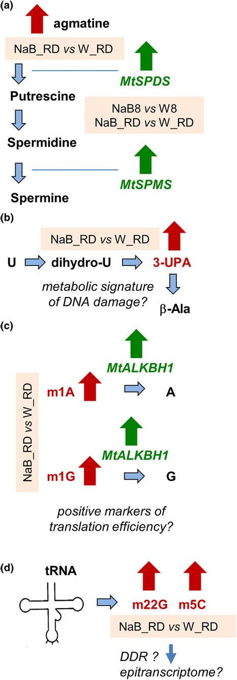 Integration Between Molecular Phenotyping And Metabolomics Discloses