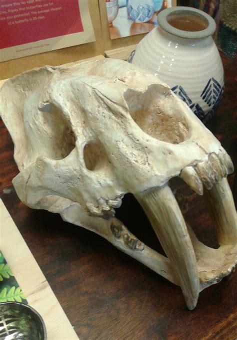 Faux Sabertooth Tiger Skull Earthbound Lexilux37 Tiger Skull
