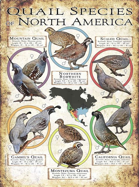 Quail Species Of North America Poster Printfield Guide Signed By