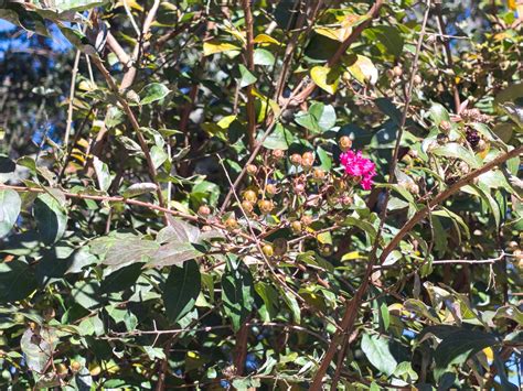 Light L16 4k 16 Lens 52mp Pocket Sized Amazing Camera Wifi