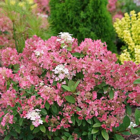 Quick Fire Hydrangeas Proven Winners Colorchoice Flowering Shrubs