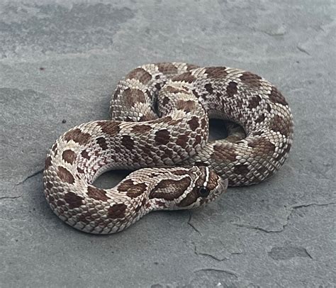 Female Conda Het Sable 50 Het Stormcloud Western Hognose By