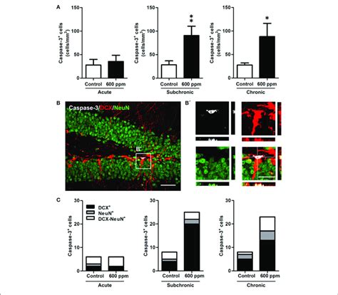 Enhanced Apoptosis Of Dg Newborn Neurons Following Subchronic And