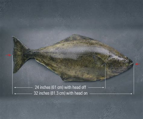 Biology And Life Cycle — Wild Pacific Halibut
