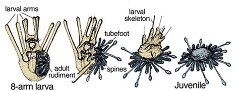 Urchin Larvae Turns Inside Out Poem