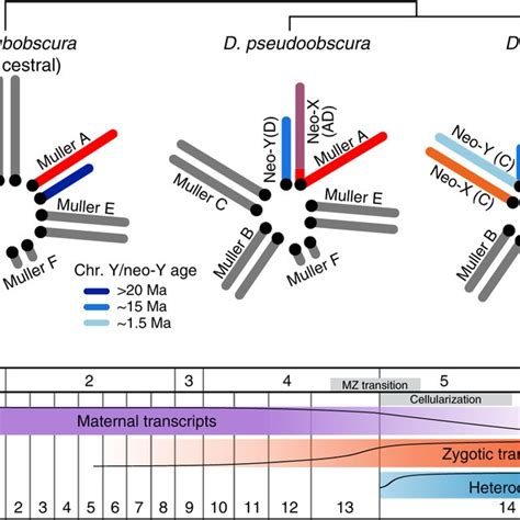 Neo Y Chromosome Emergence And Transcriptional Activity During Early