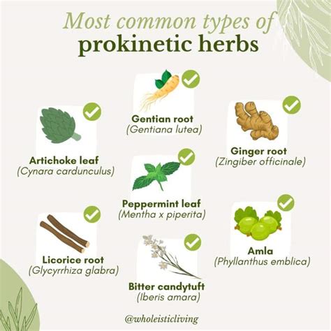 The Best Natural Prokinetic Herbs And Supplements 2025 Jenna Volpe