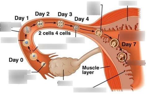 Diagram Of Location Of Fertilisation Quizlet