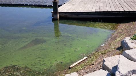 Toxic Blue Green Algae Found At Pier 4 In Hamilton Harbour — Again