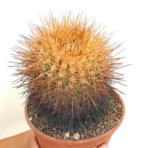 Copiapoa Hornilloensis Seeds Perfect For Arid Gardens And Collections