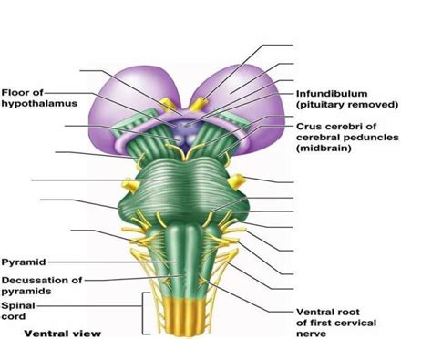 Brain Stem Quiz
