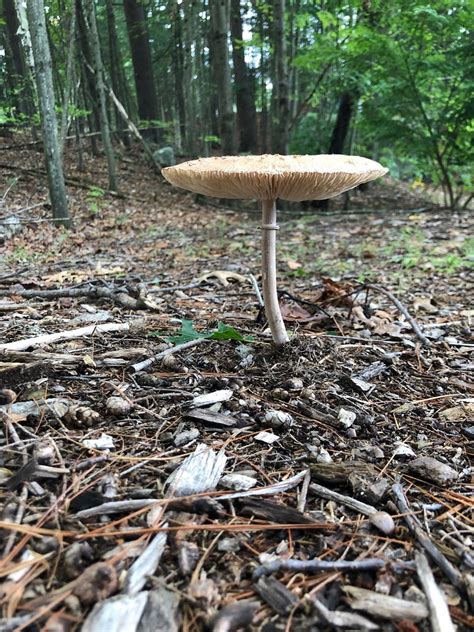 Img2675 Ignatio Flickr