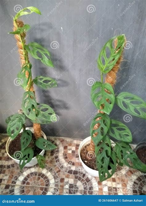 Monstera Adansonii Leaves Stock Image Image Of Grows 261606647
