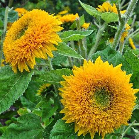 Teddy Bear Sunflower Helianthus Annuus