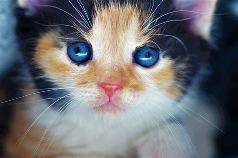 Kitten Cat Pussy Free Photo On Pixabay