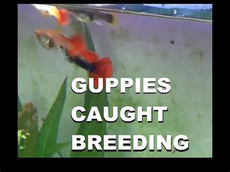 Guppies Mating