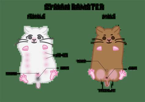 كيفية تحديد جنس الهامستر وتمييز الصبي عن البنت والذكور والإناث من السلالات الدزنغارية والسورية