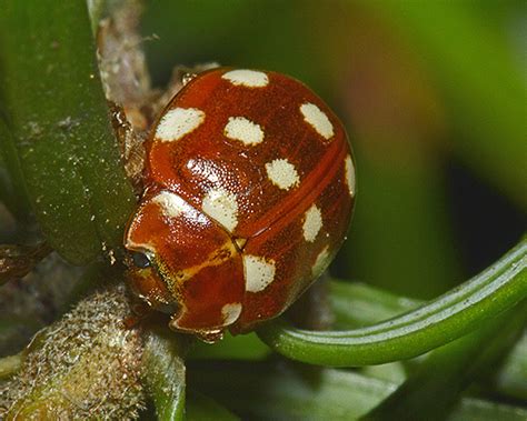 Calvia Quattuordecimguttata Cream Spot Ladybird An Aphid Predator