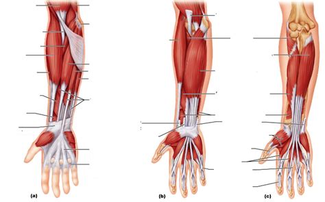 Brachial Region