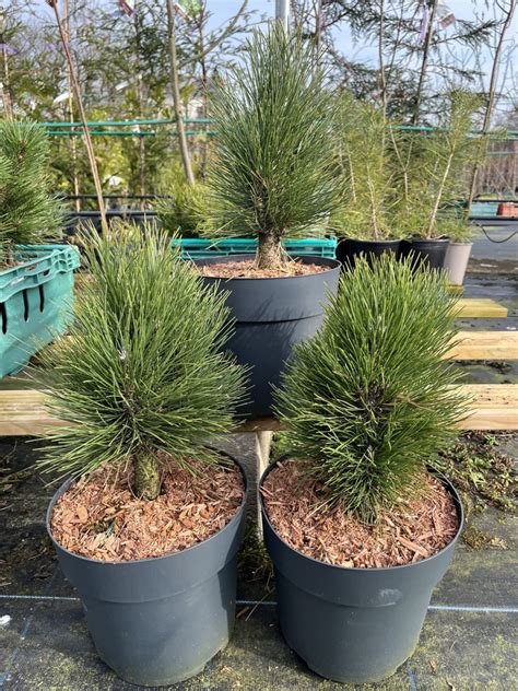 Black Pine Green Tower 2040cm 75l Shaw Green Trees