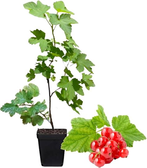 Redcurrant Bush Size