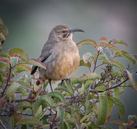Birds Photos Gallery Owen Deutsch Photography