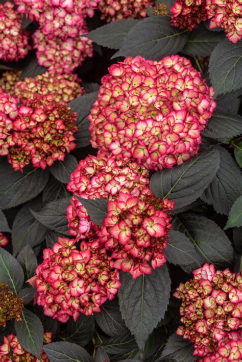 Eclipse® Bigleaf Hydrangea First Editions