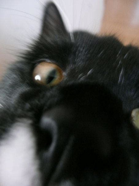 Alfie Close Up By Conroybumpas On Deviantart